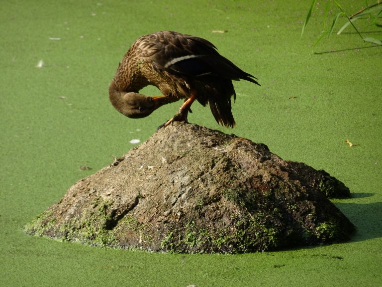 Hawthorn Pond - Marblehead Conservancy Inc.