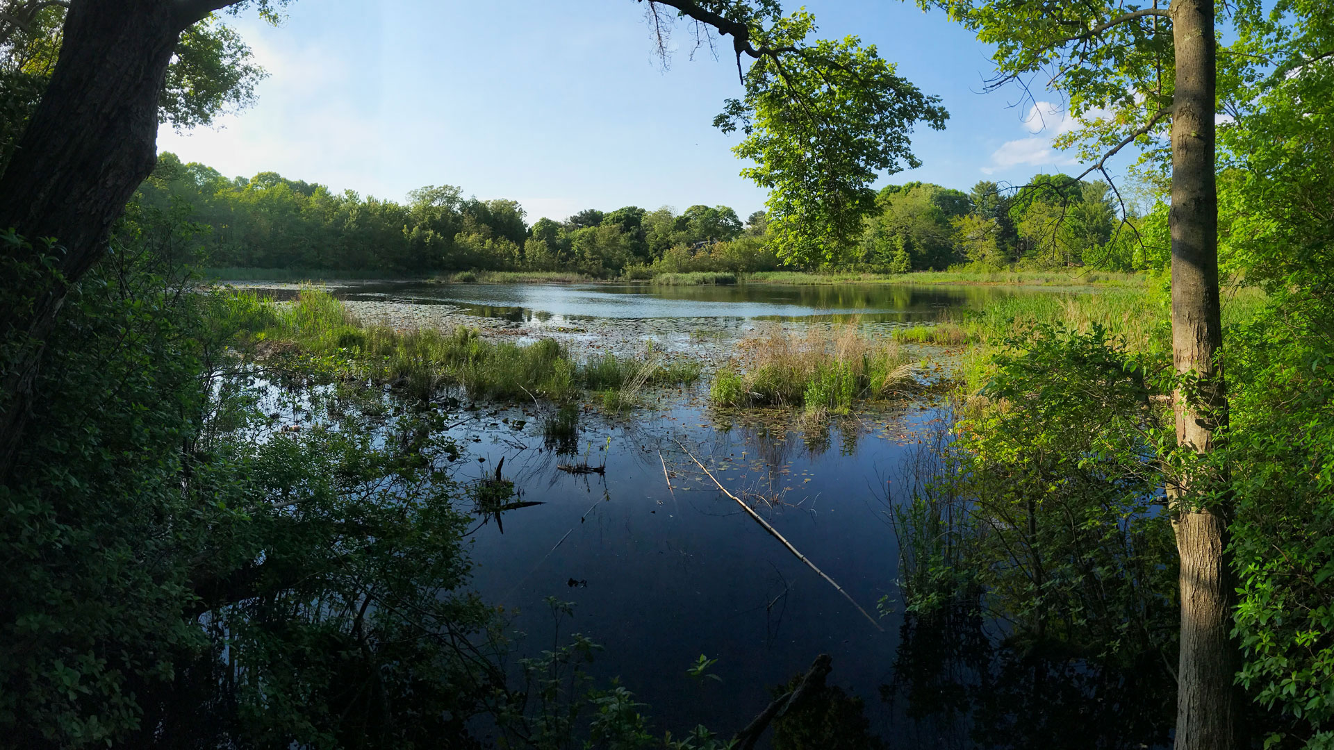 Ware Pond - Marblehead Conservancy Inc.